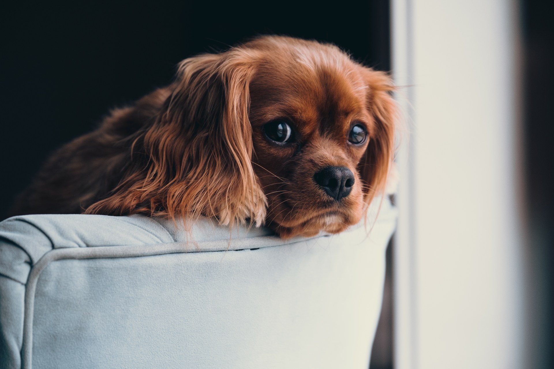 6 pasos importantes en el luto por la muerte de un perro muy querido