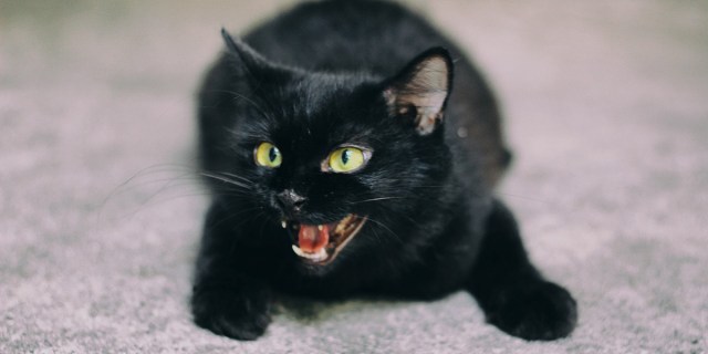 Cómo se volvieron los gatos símbolos del demonio