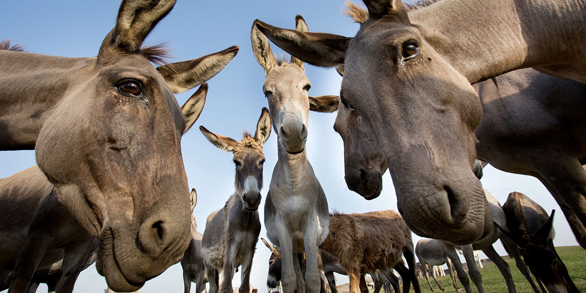 Así aprenden a amar a los animales desde chiquitos
