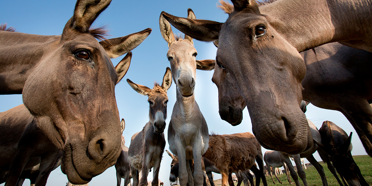 No seas burro, o quizá sí