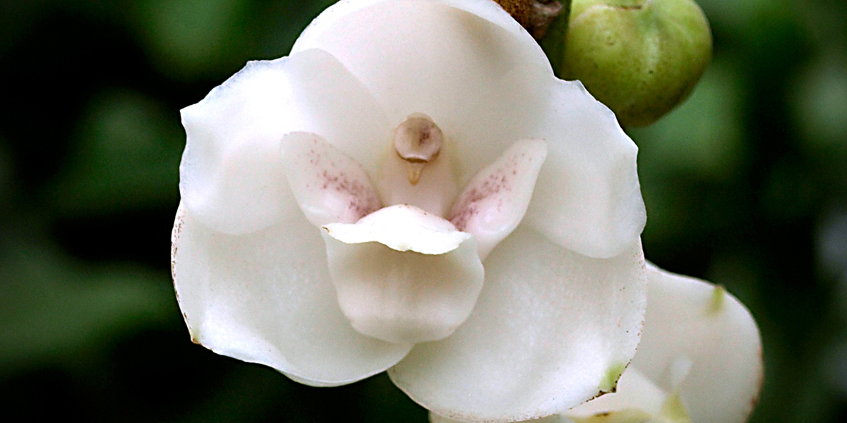 La flor del Espíritu Santo