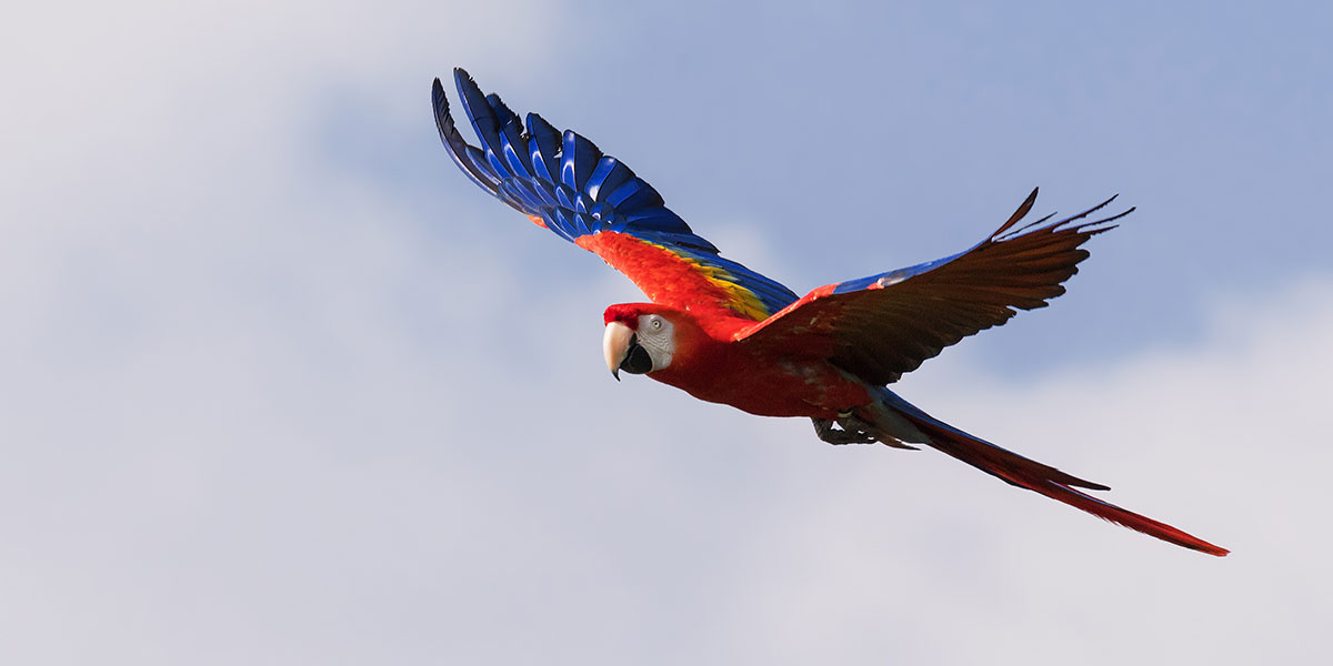 Guacamayas: Las aves que regalan un espectáculo único en el mundo