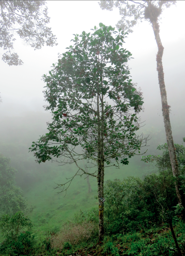 Perú sale al rescate del emblemático árbol de la quina en el año del ...