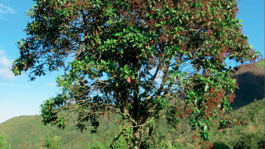 Perú sale al rescate del emblemático árbol de la quina en el año del ...