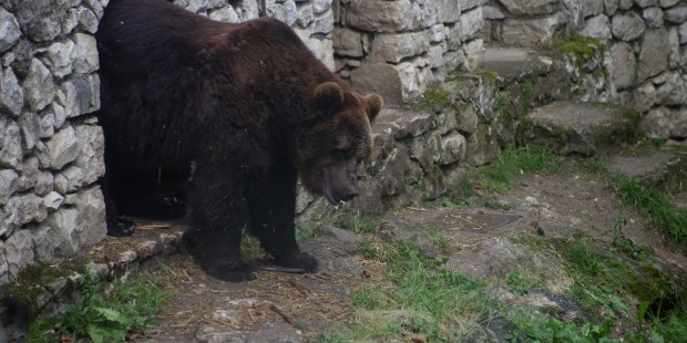 El santuario donde vive el oso Bruno