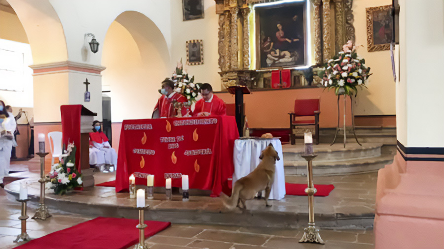 El perro que se hizo viral por llevarse el pan de la ofrenda en plena misa